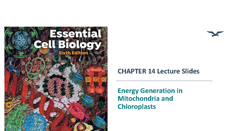 BIO2120 Lecture Chapter 14: Energy Generation in Mitochondria ...