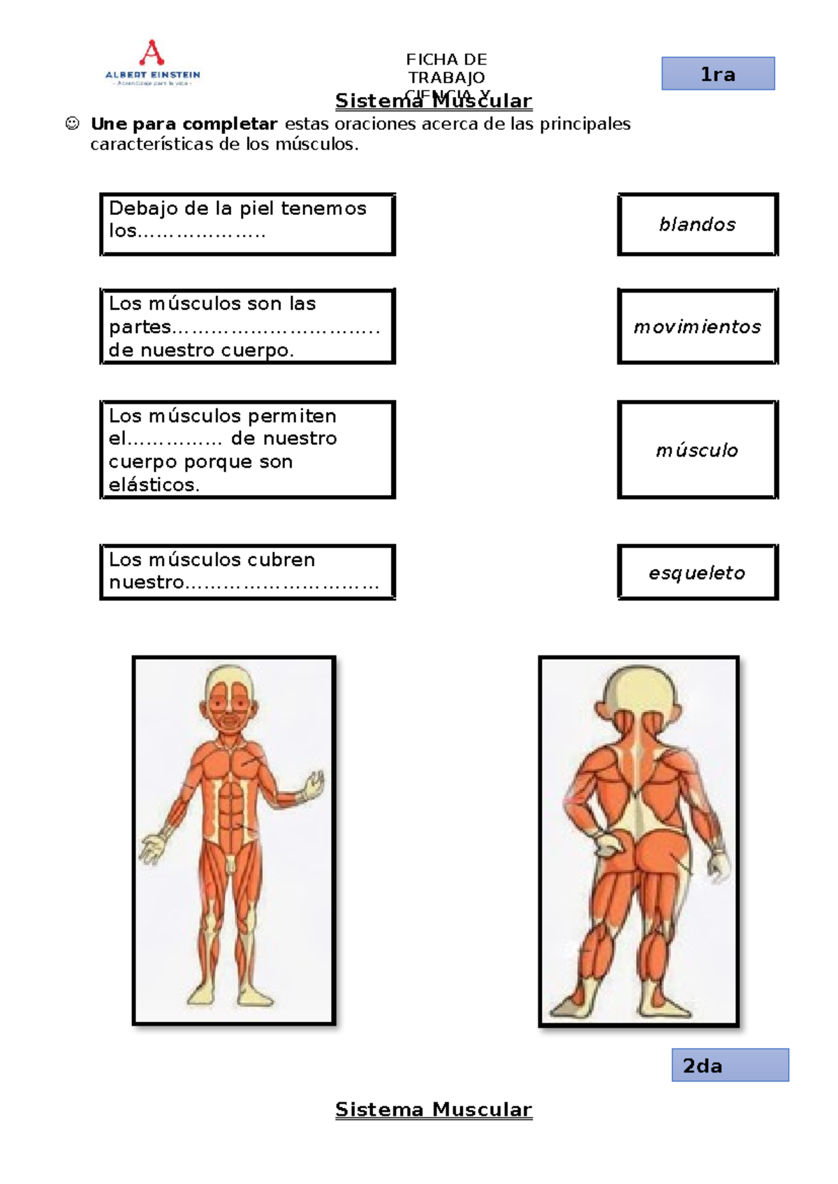 FICHA DE TRABAJO CIENCIA Y Sistema Muscular: Características y ...