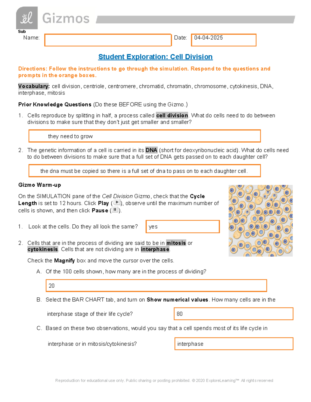 Exploring Cell Division: Gizmo Simulation Activity for Bio 123 - Studocu