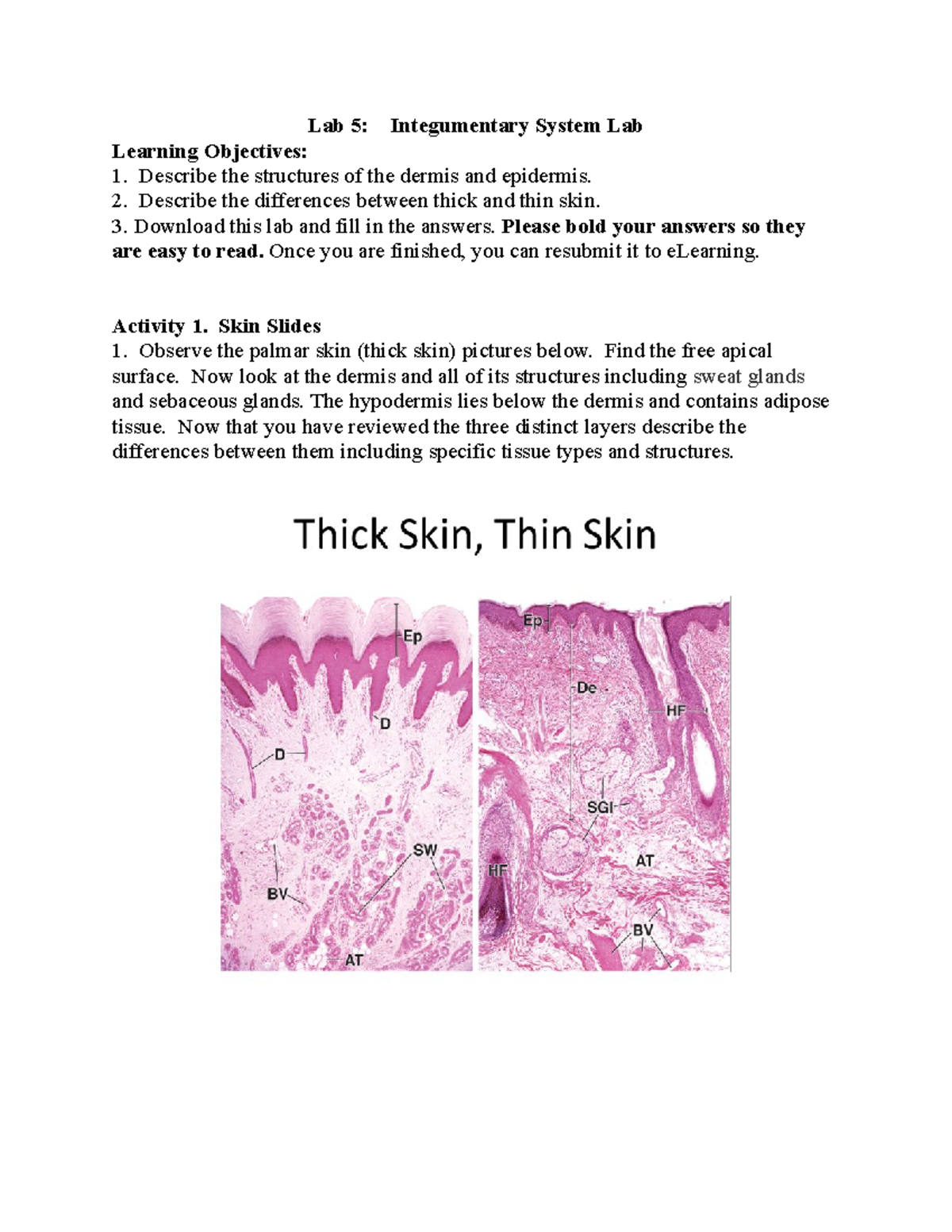 Lab 5: Integumentary System Overview and Analysis - Studocu