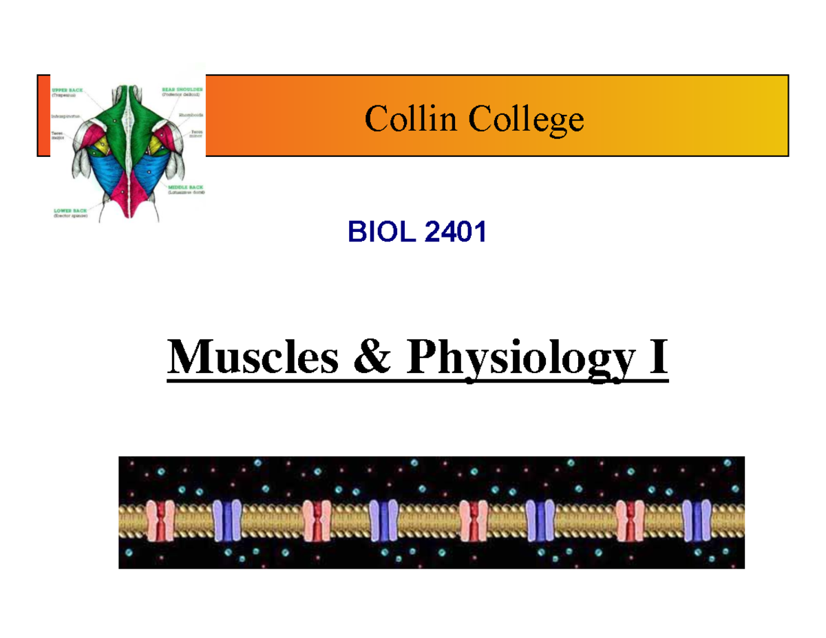 Collin College BIOL 2401 Final Exam Notes on Muscle Physiology - Studocu