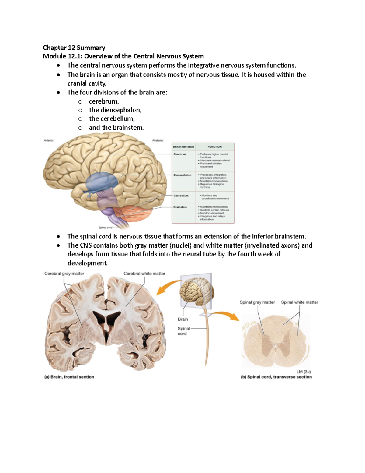Module 12: Summary of the Central Nervous System and Its Functions ...