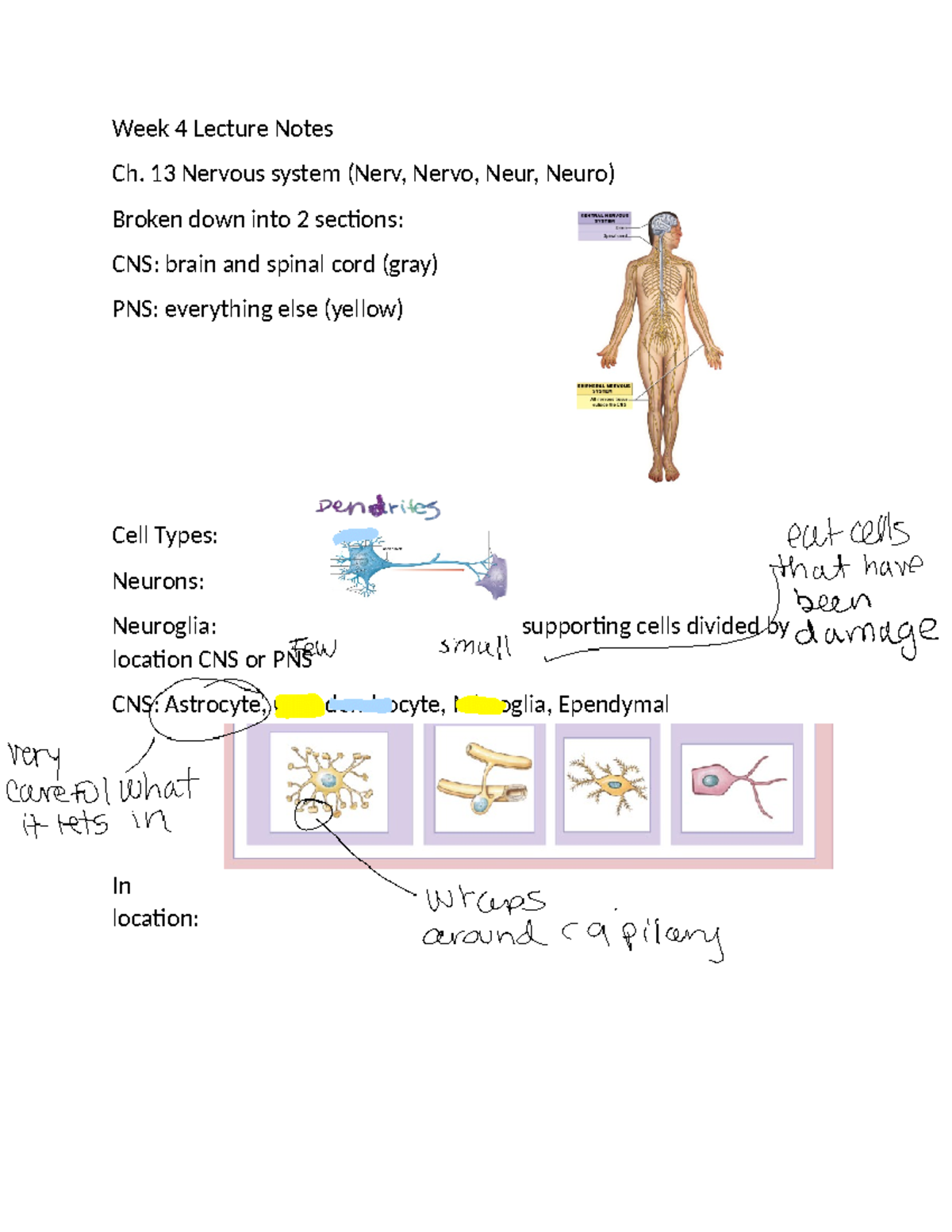 Week 4 Lecture Notes - Nervous System Overview and Spinal Cord Anatomy ...