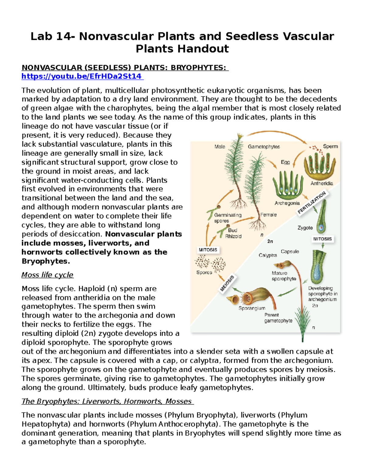 Nonvascular Seedless Plant Examples Of Seedless Vascular Plants And