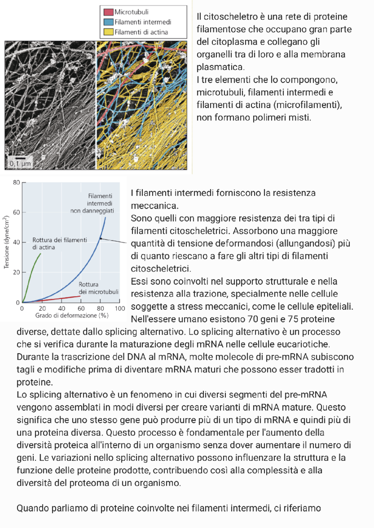 Citoscheletro citologia - Microtubuli Il citoscheletro è una rete di ...