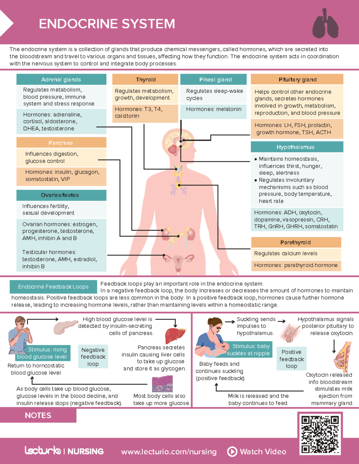 NUR 101 Review Sheet: Endocrine System Overview and Feedback Loops ...