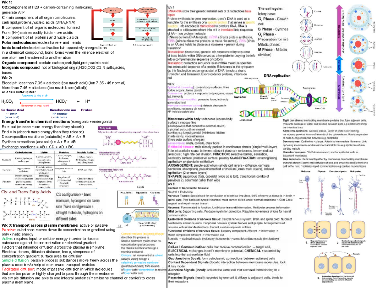 Biomed Cheat Sheet: Key Concepts in Organic Molecules & Transport ...