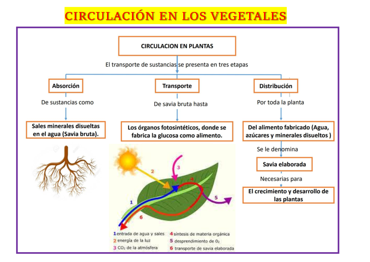 Semana 1 - Circulación en Plantas: Vasc. vs No Vasc. Comparativa - Studocu