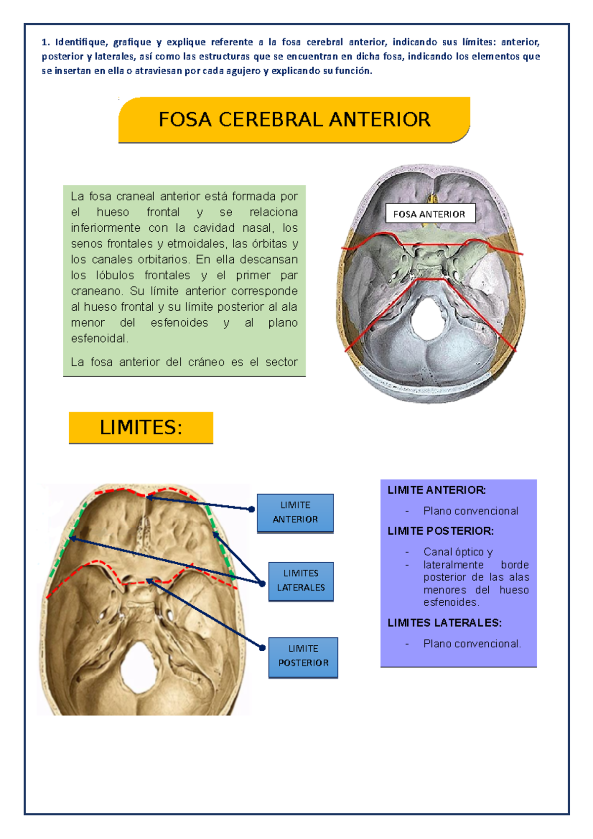 Anatomía De La Fosa Craneal Posterior TP5 L5.1 Cráneo