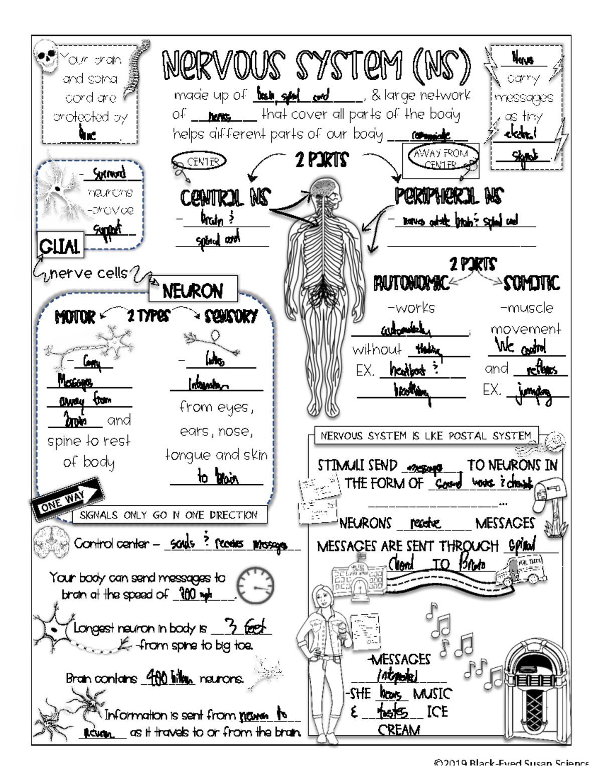 Nervous System Overview: Functions & Communication Mechanisms - Studocu