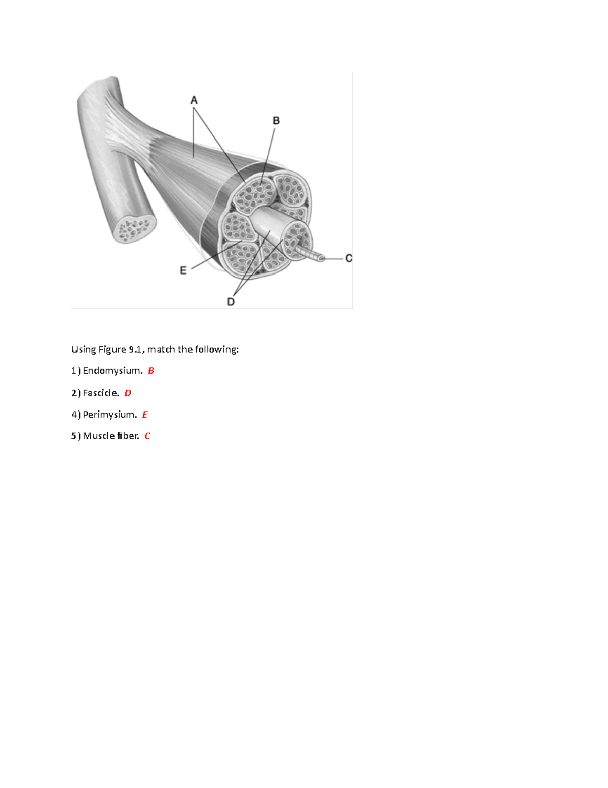 Exam #3 Review - Using Figure 9, match the following: Endomysium. B ...