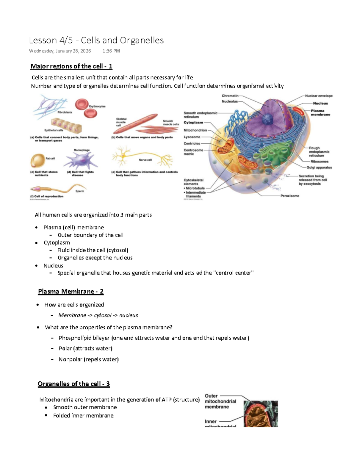 Lesson 4/5 - Cells and Organelles Overview - Studocu