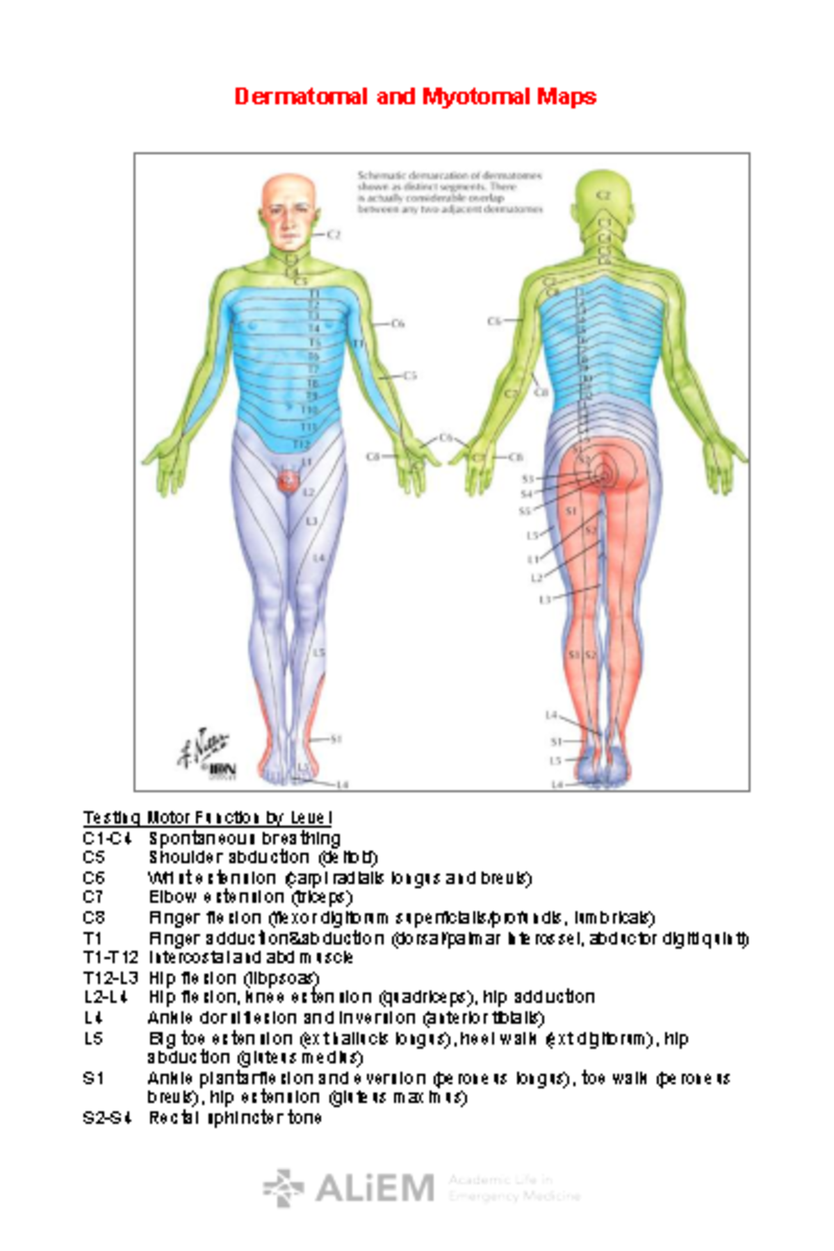 Dermatome Myotome - Dermatone patterns - Dermatomal and Myotomal Maps ...