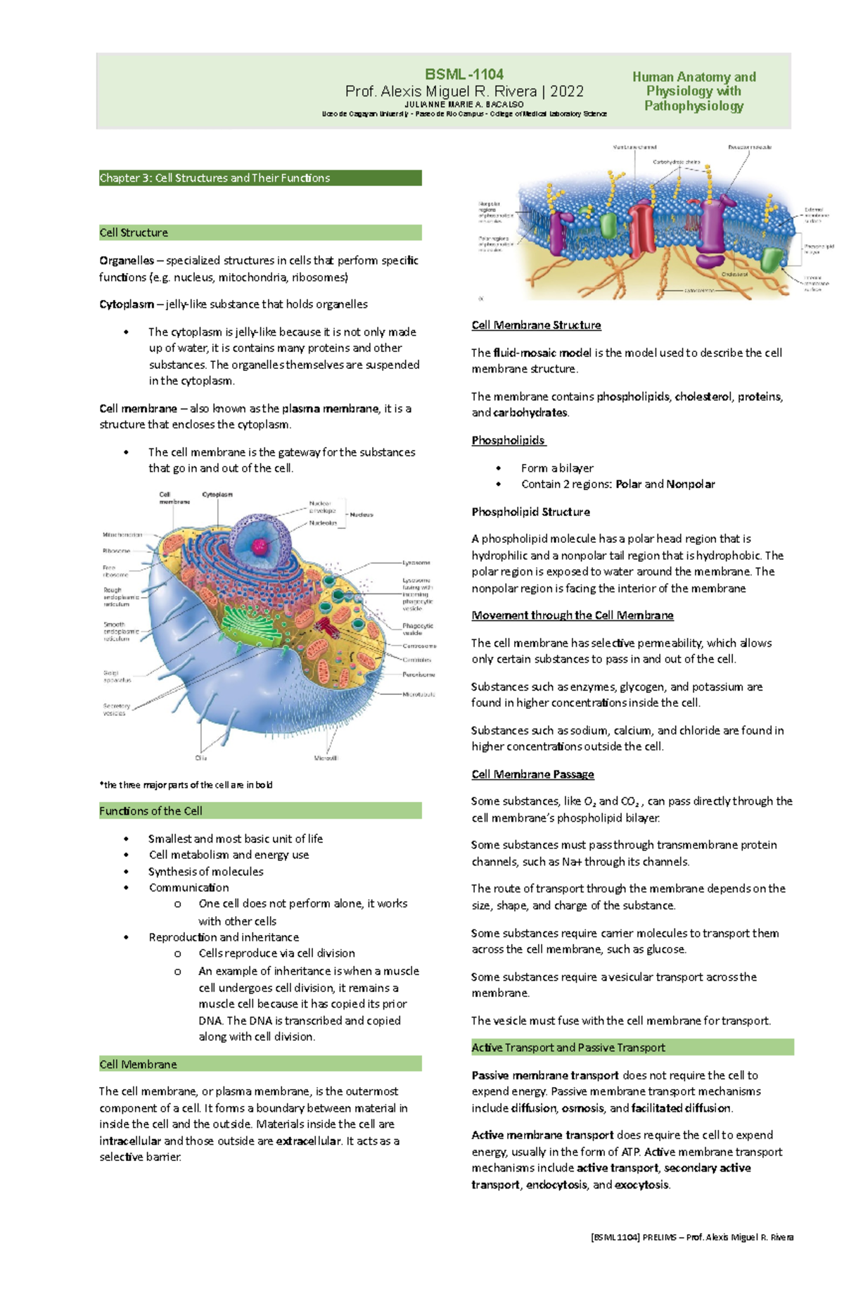 BSML 1104 Final Exam: Chapter 3 Cell Structures & Functions - Studocu