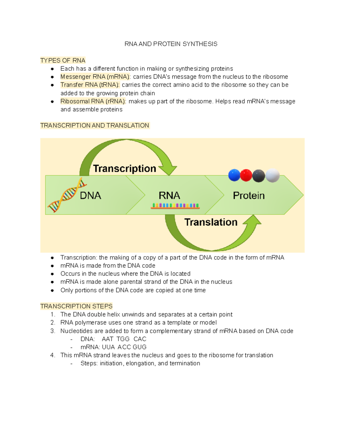 Rna And Protein Synthesis Occur In