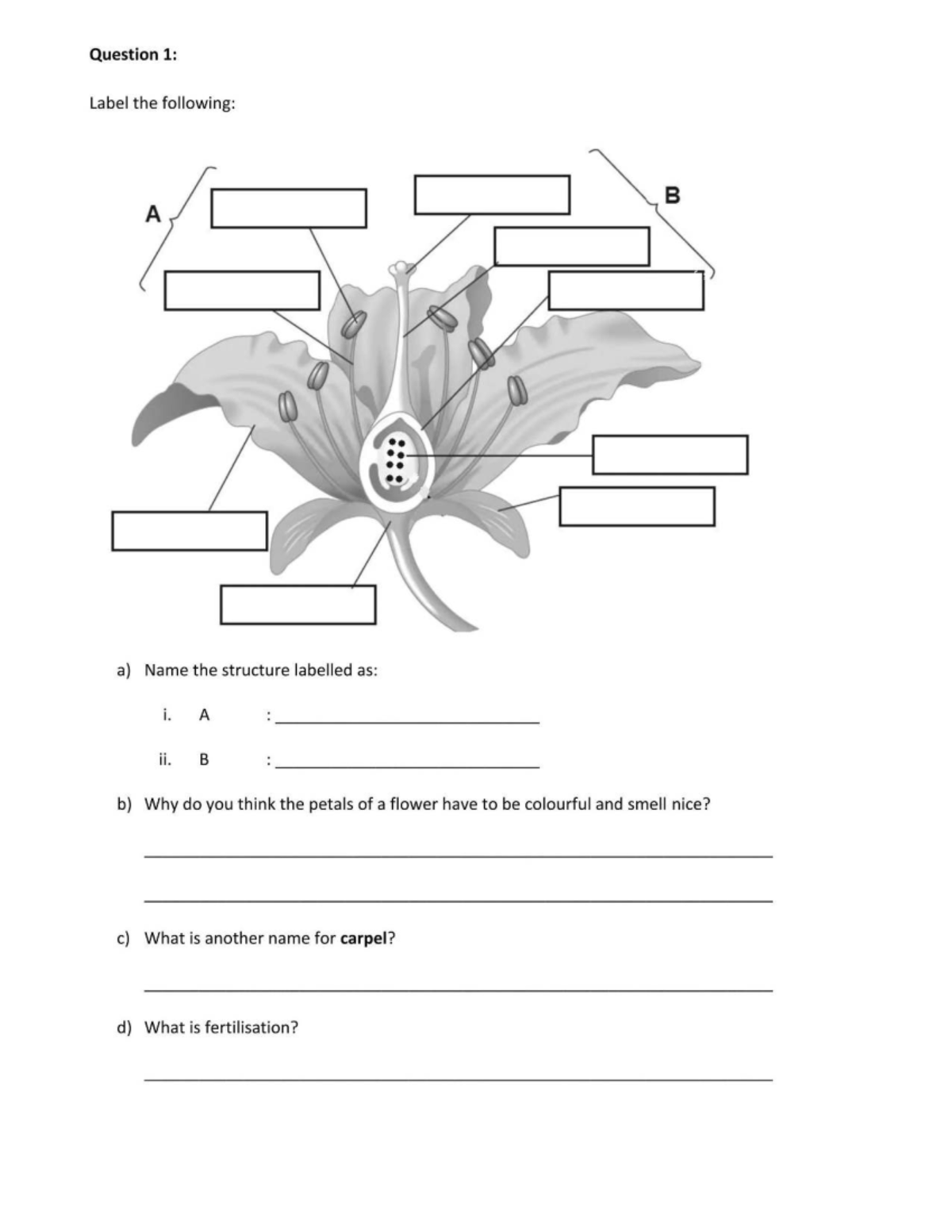 Grade 5 Revision Worksheet: Flower Structure & Fertilization - Studocu
