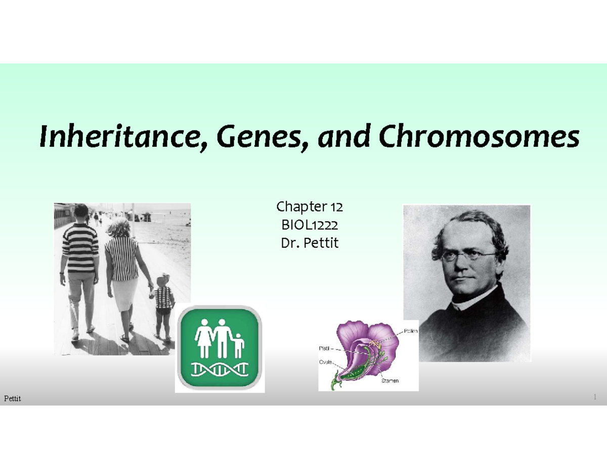 Genetics Study Guide: Key Concepts on Inheritance Patterns and ...