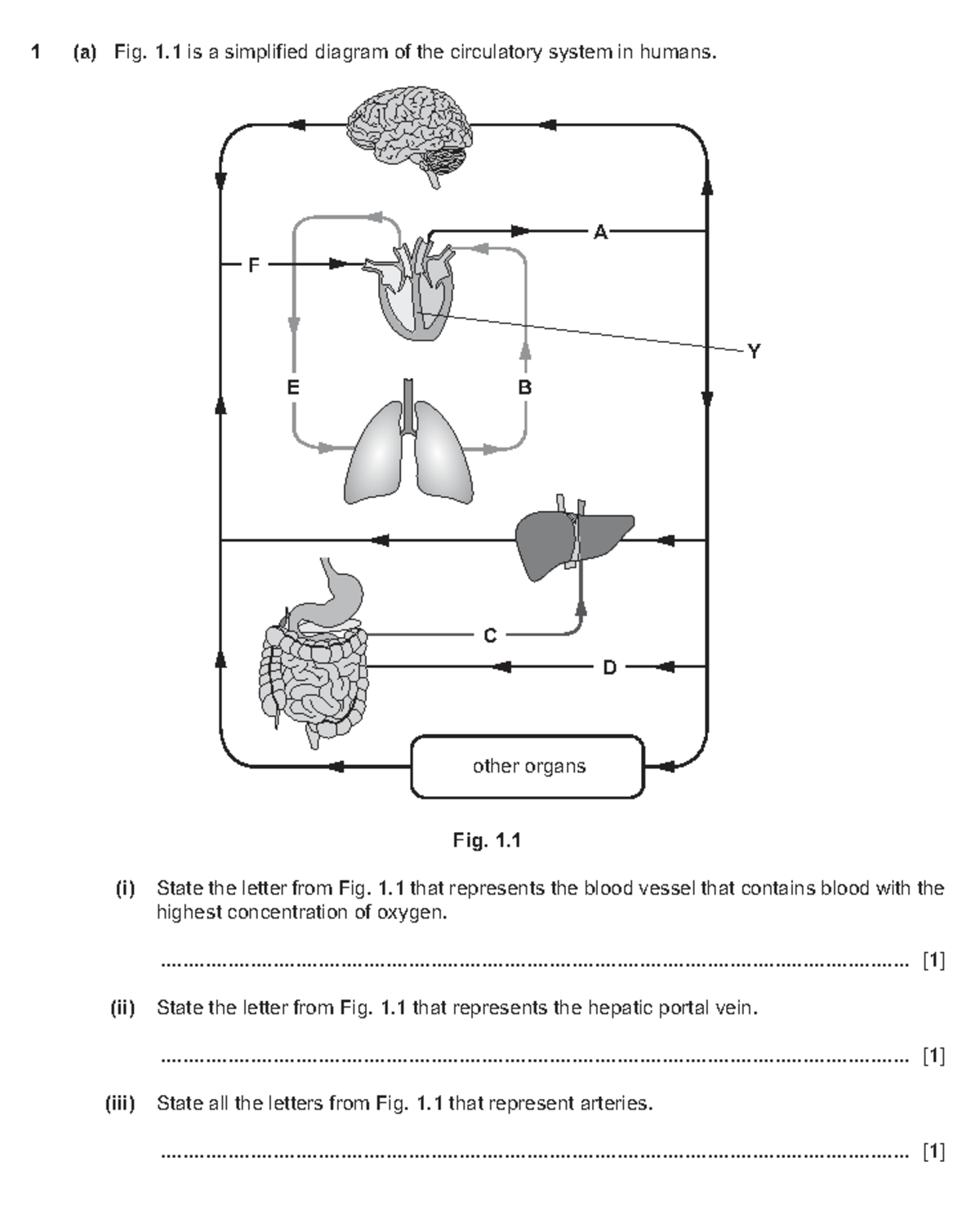 Test 5: Circulatory System & Digestion Processes in Humans - Studocu