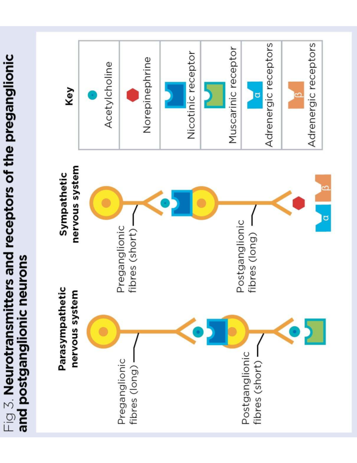 Prepost - summary of ganglionic cells - Fig 3. Neurotransmitters and ...