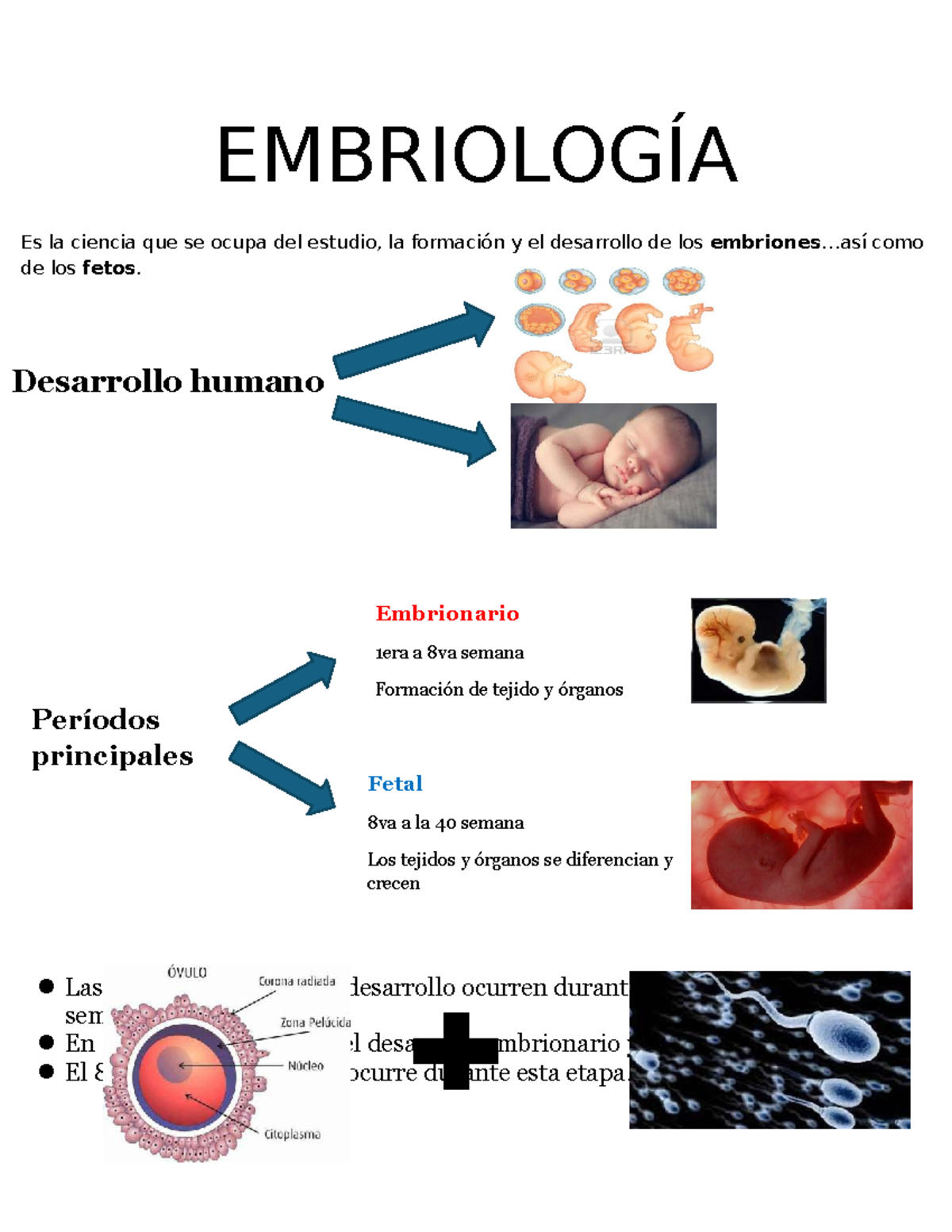EMB 101: Notas de Embriología para Medicina - Desarrollo Humano - Studocu