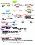 BIO2133 - uOttawa - Genetics - Studocu