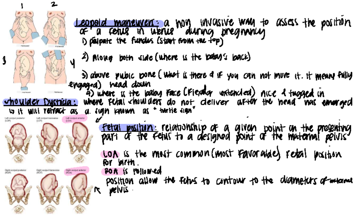 Labor and Delivery: Fetal Position Assessment Techniques - Studocu