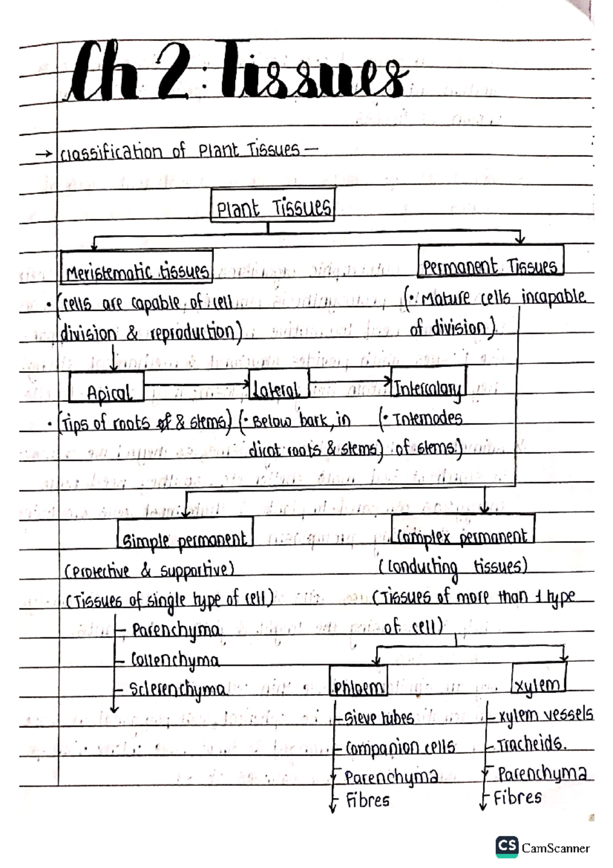 Biology Chapter 2 Tissues Class 9 CBSE Ncert Notes - th 2 lissues ...