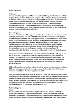 Resperation - sammanfattningar - Respiration Andningsorgan, vad heter ...
