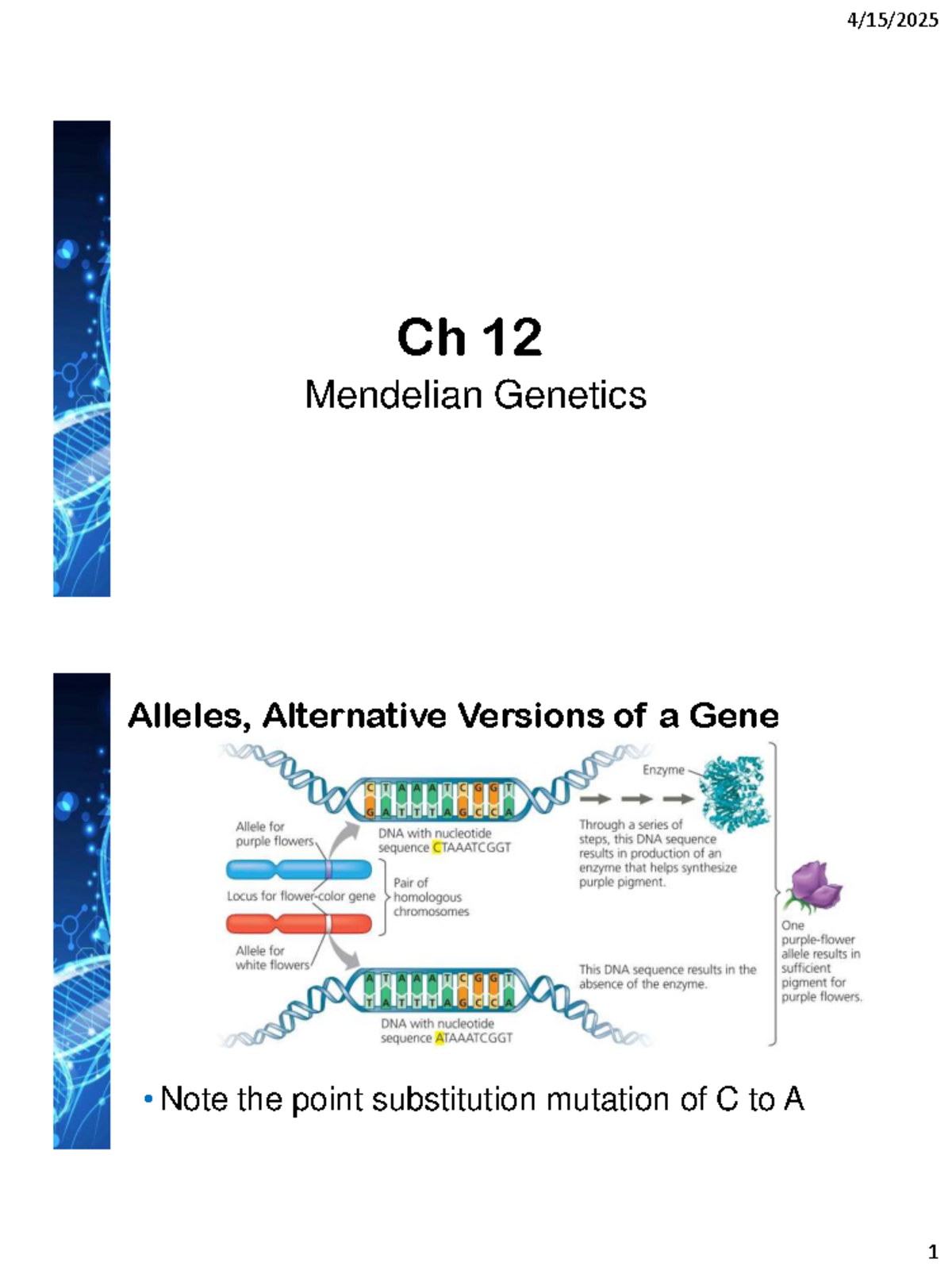 Mendelian Genetics and Probability Principles - TTI Chapter 12 Notes ...