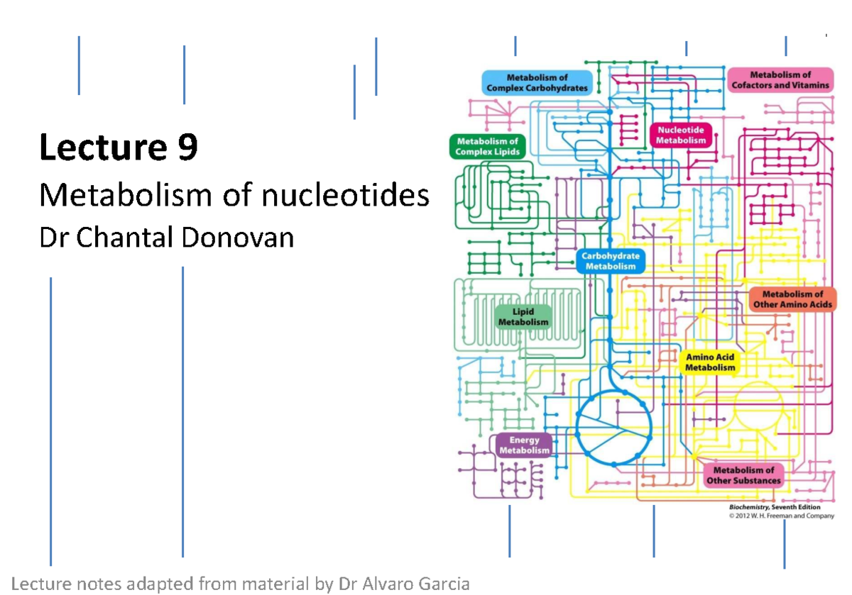 Lecture 9: Metabolism of Nucleotides - Biochemistry Autumn 2023 - Studocu