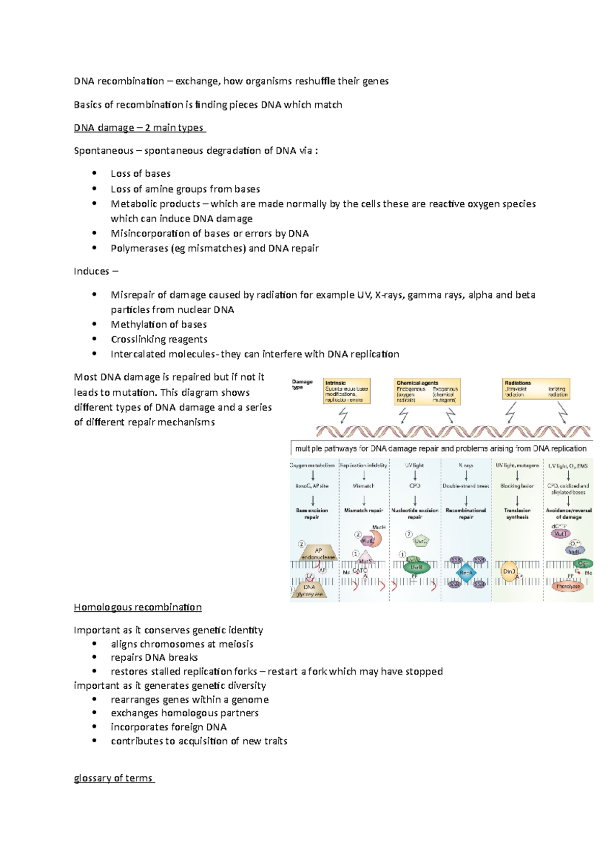 Genetics lecture 14 - recombination, the holliday junction - DNA ...