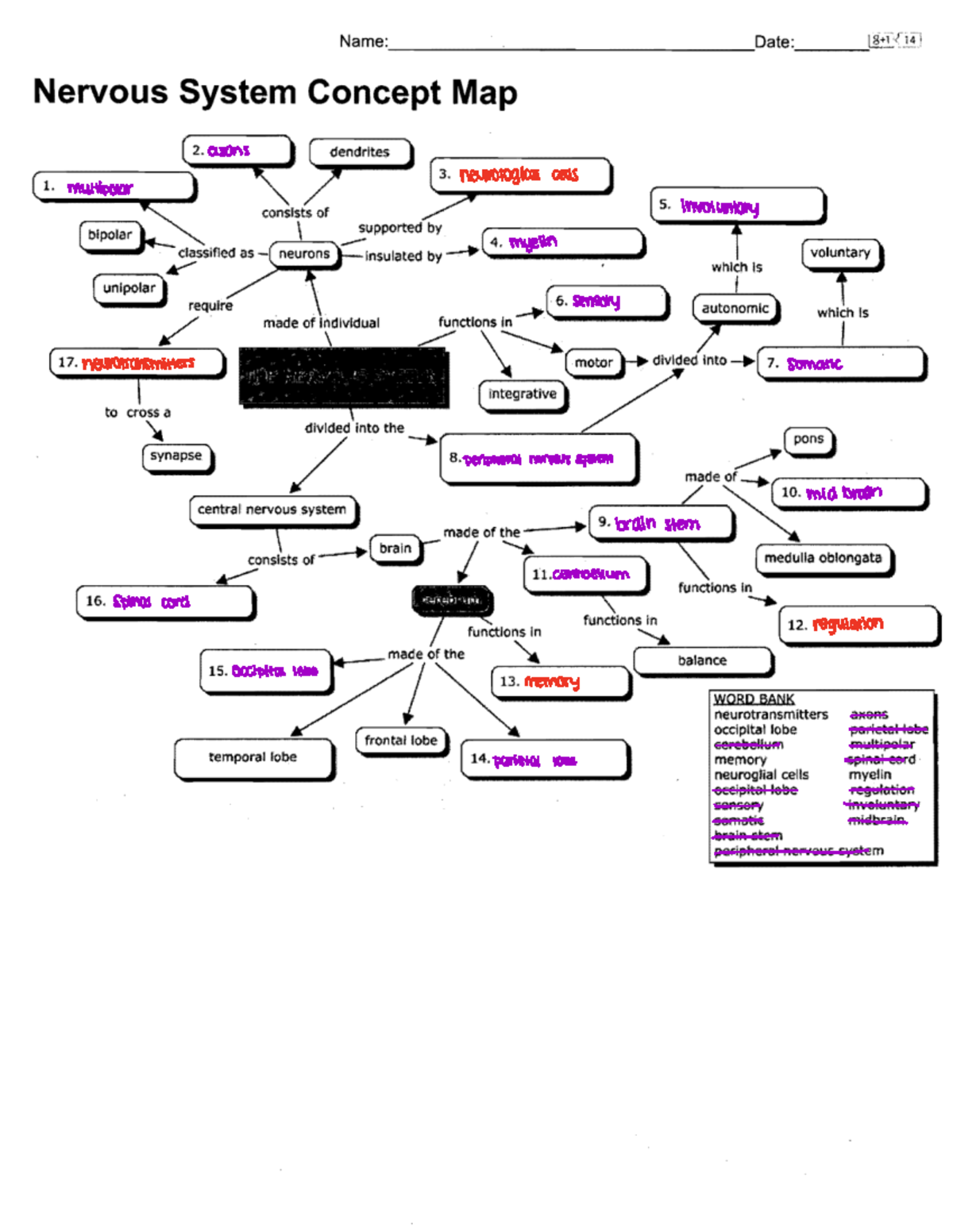 Nervous System Concept Map: Key Components & Functions - Studocu