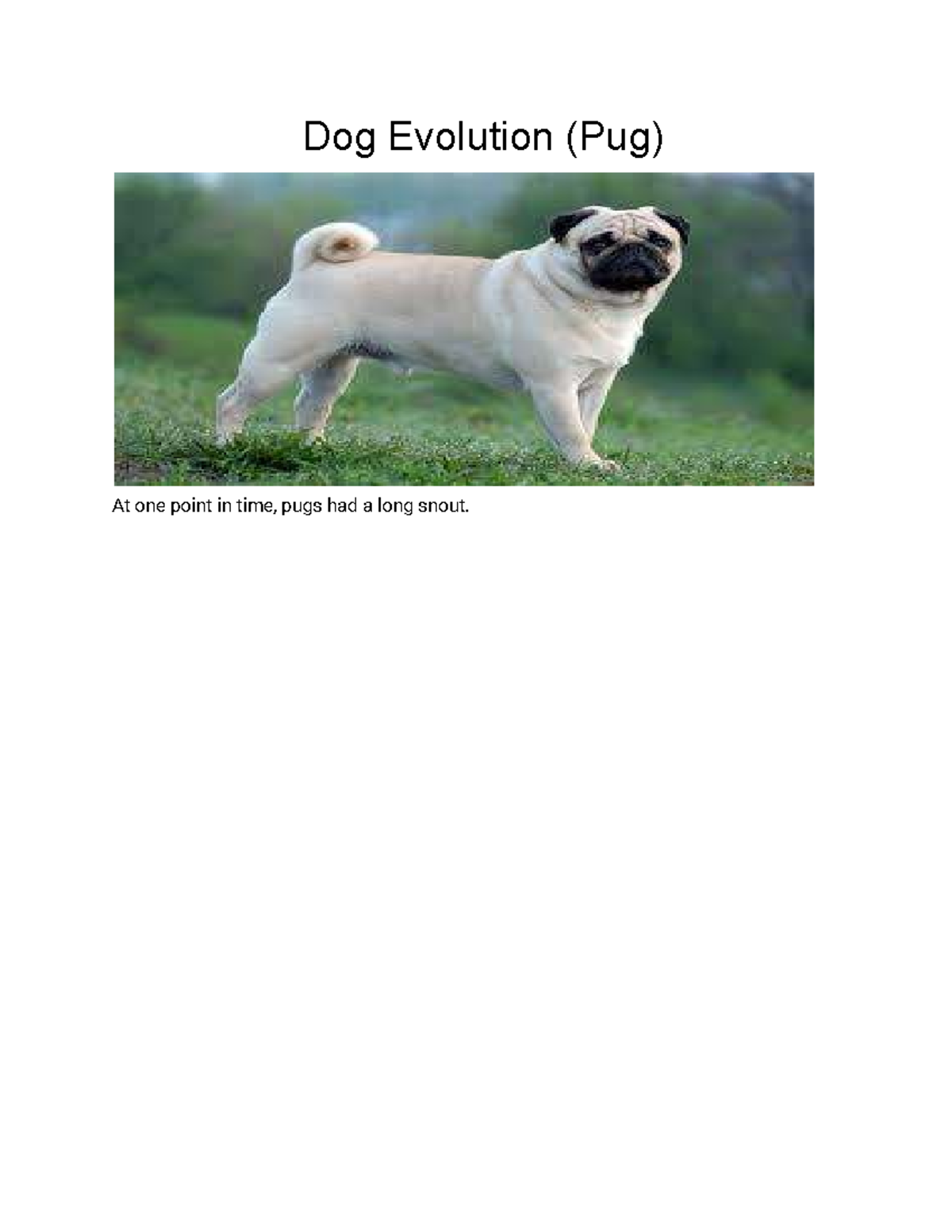 Dog Evolution: The Impact of Selective Breeding on Pugs - Studocu