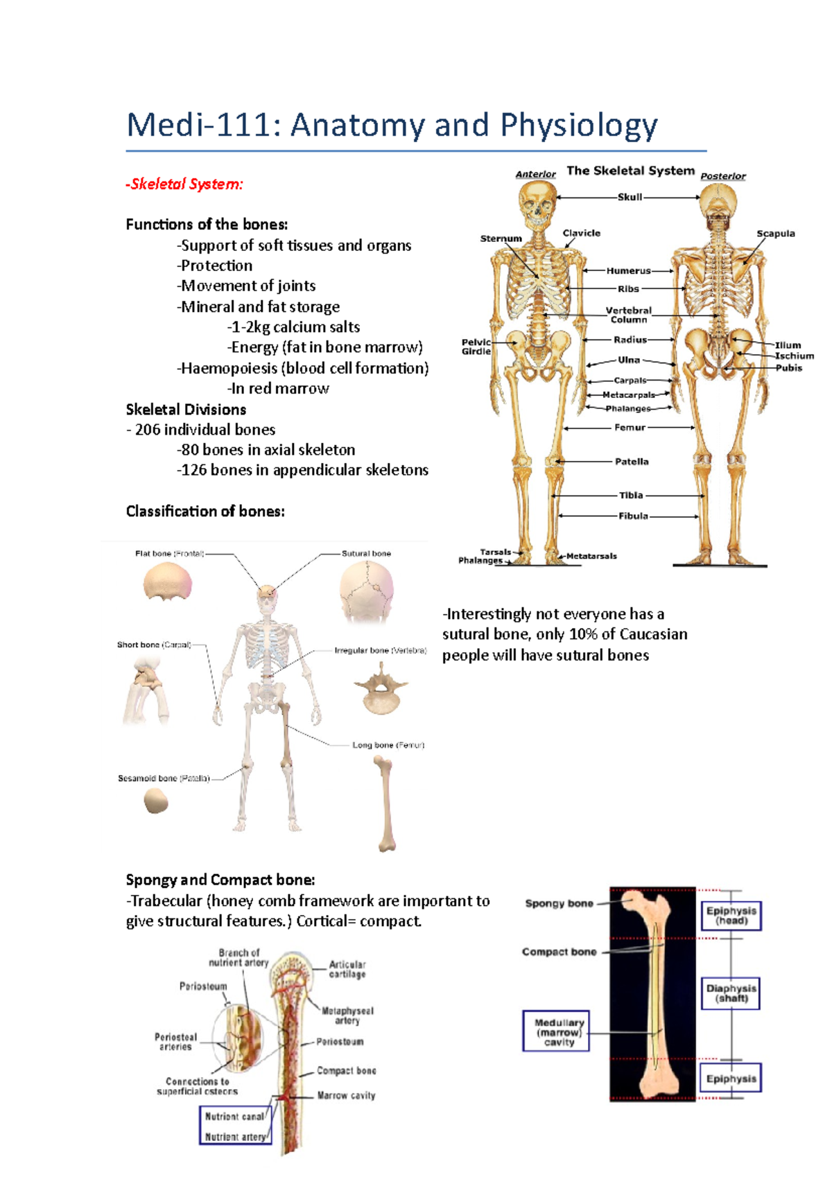 Medi 111 - Comprehensive Lecture Notes on Anatomy & Physiology (1-13 ...