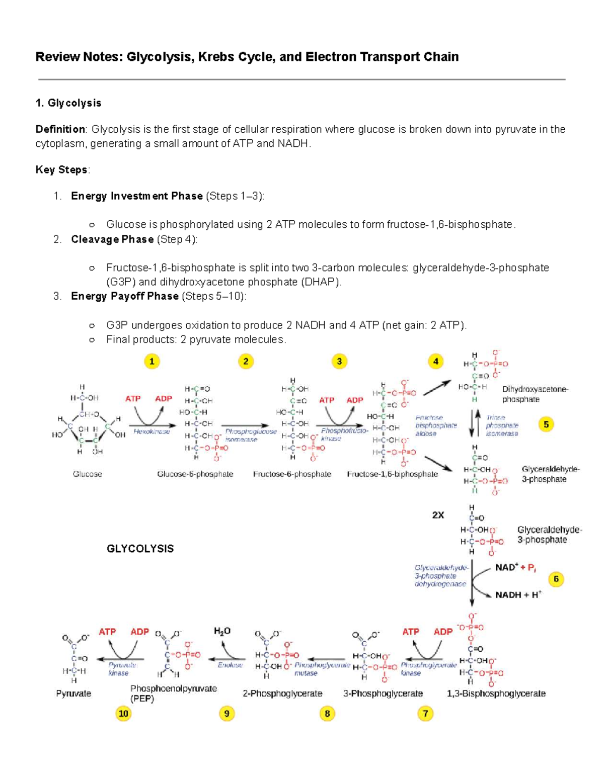 Biochemistry 101: Final Exam Review Notes on Glycolysis, Krebs Cycle ...