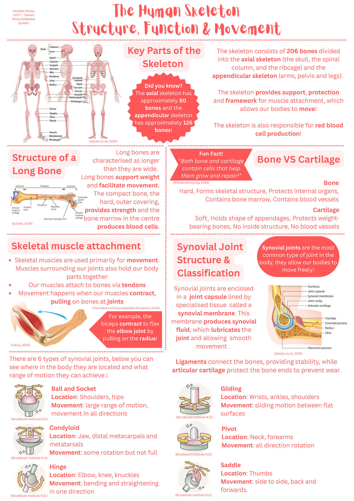 Unit 7 Distinction Notes: Human Musculoskeletal System Overview - Studocu