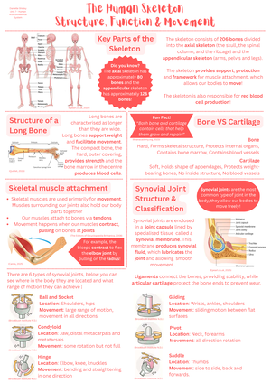 [Solved] microscopic structure of striated muscles - Human ...
