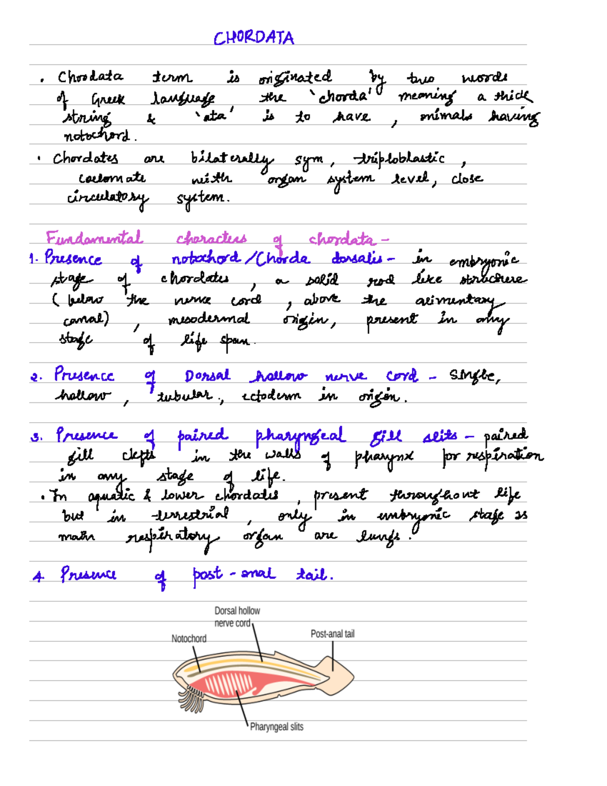 CHORDATA: Comprehensive Overview of Classification and Characteristics ...