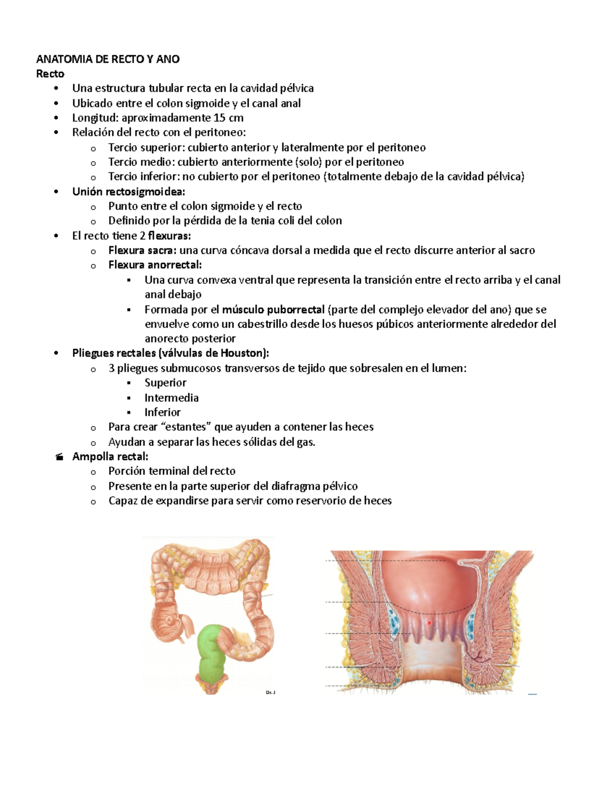 Resumen de Anatomía del Recto y Ano - Curso ANAT101 - Studocu
