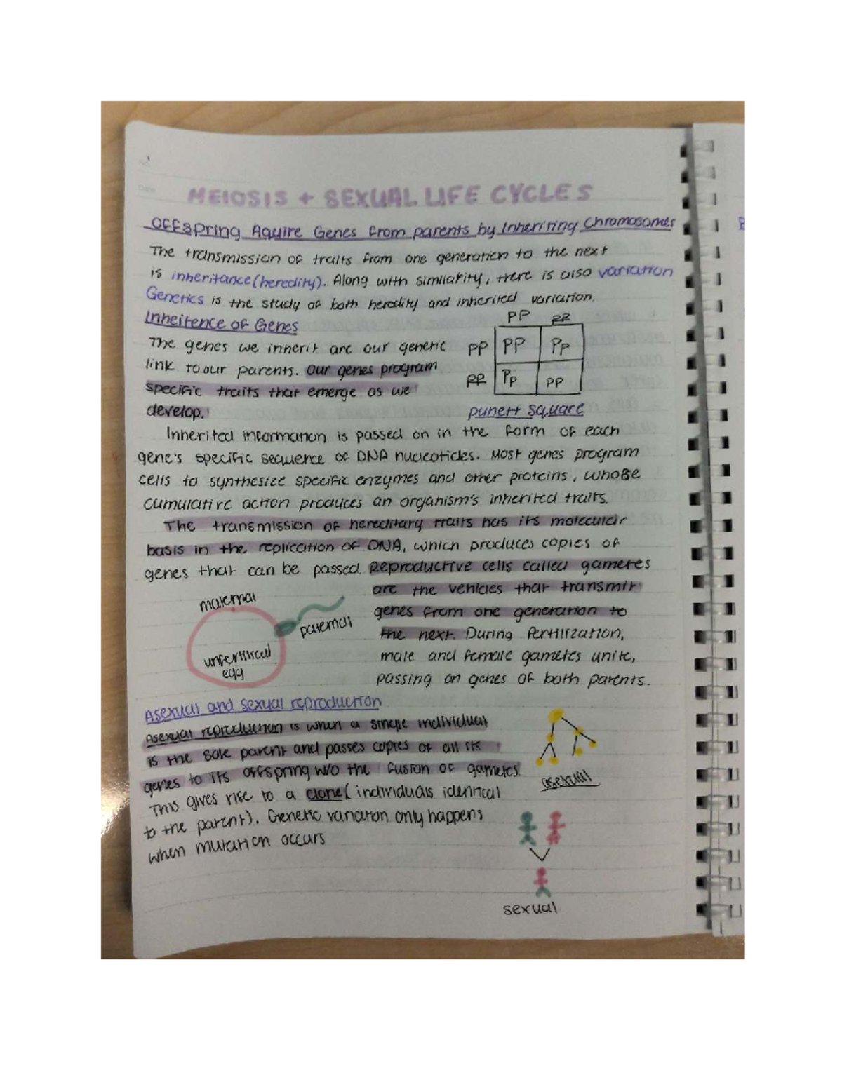 CH 10 & 11 - Meiosis, Inheritance, and Mendelian Genetics Overview ...