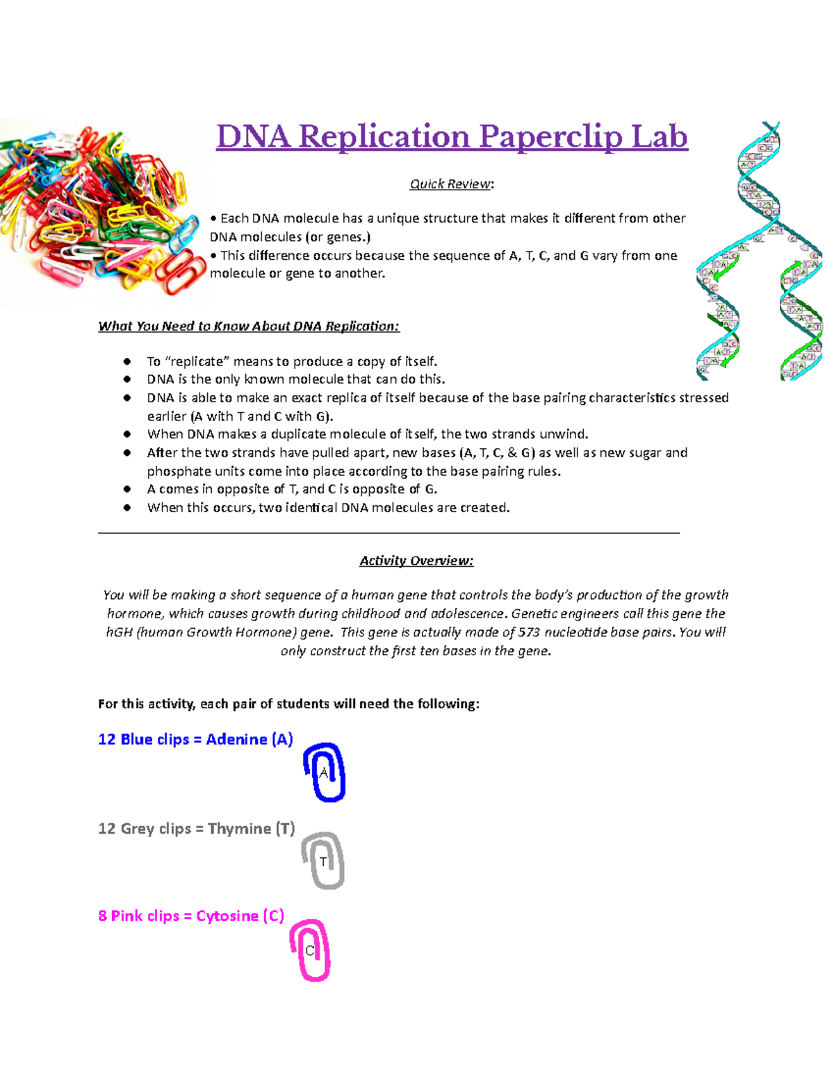 DNA Replication Paperclip Virtual Lab - DNA Replication Paperclip Lab ...