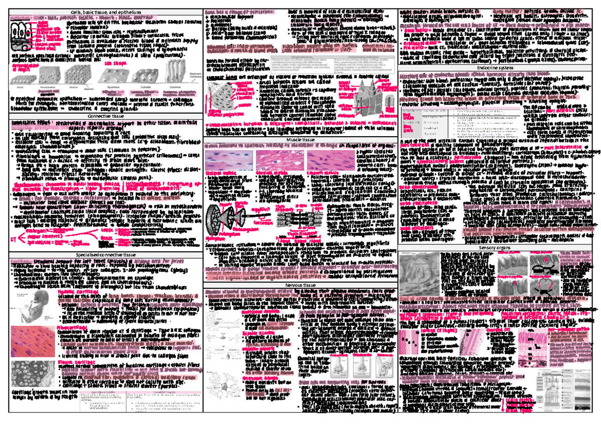 ANAT2241 cheat sheet page 1 - ANAT2241 - Cells, basic tissue, and epithelium Connective tissue ...