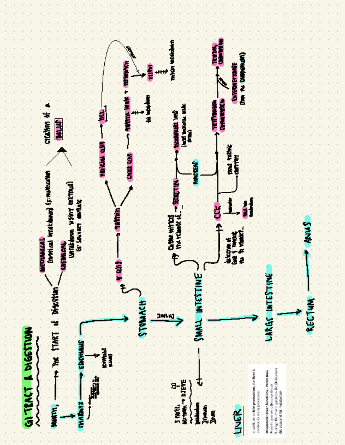 Digestive 1 (1)-1 - mind map - BIOS 213L - s · - · & E · S S T E I - ↑ ...