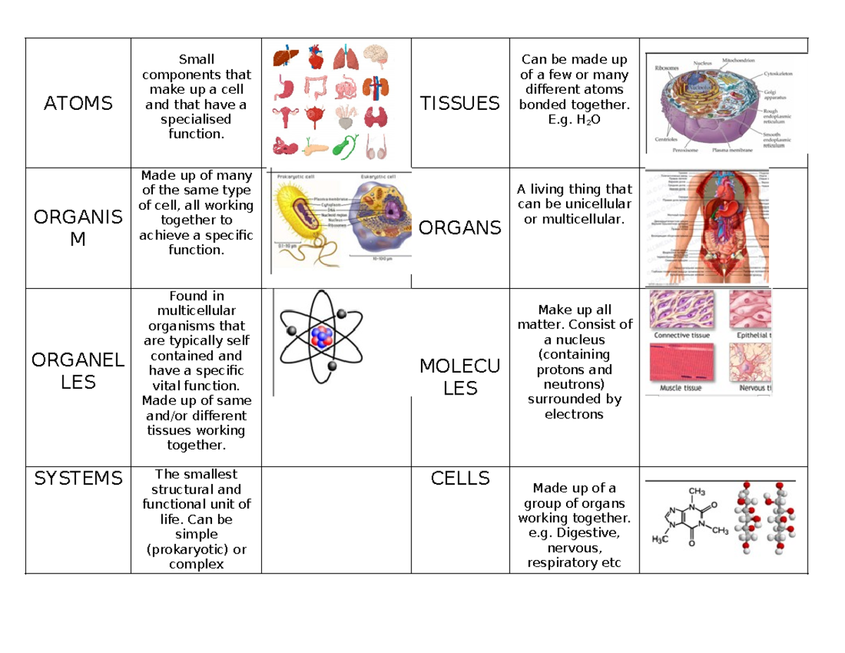 ATOMS, CELLS, ORGANS, & TISSUES: Hierarchy Overview - Studocu