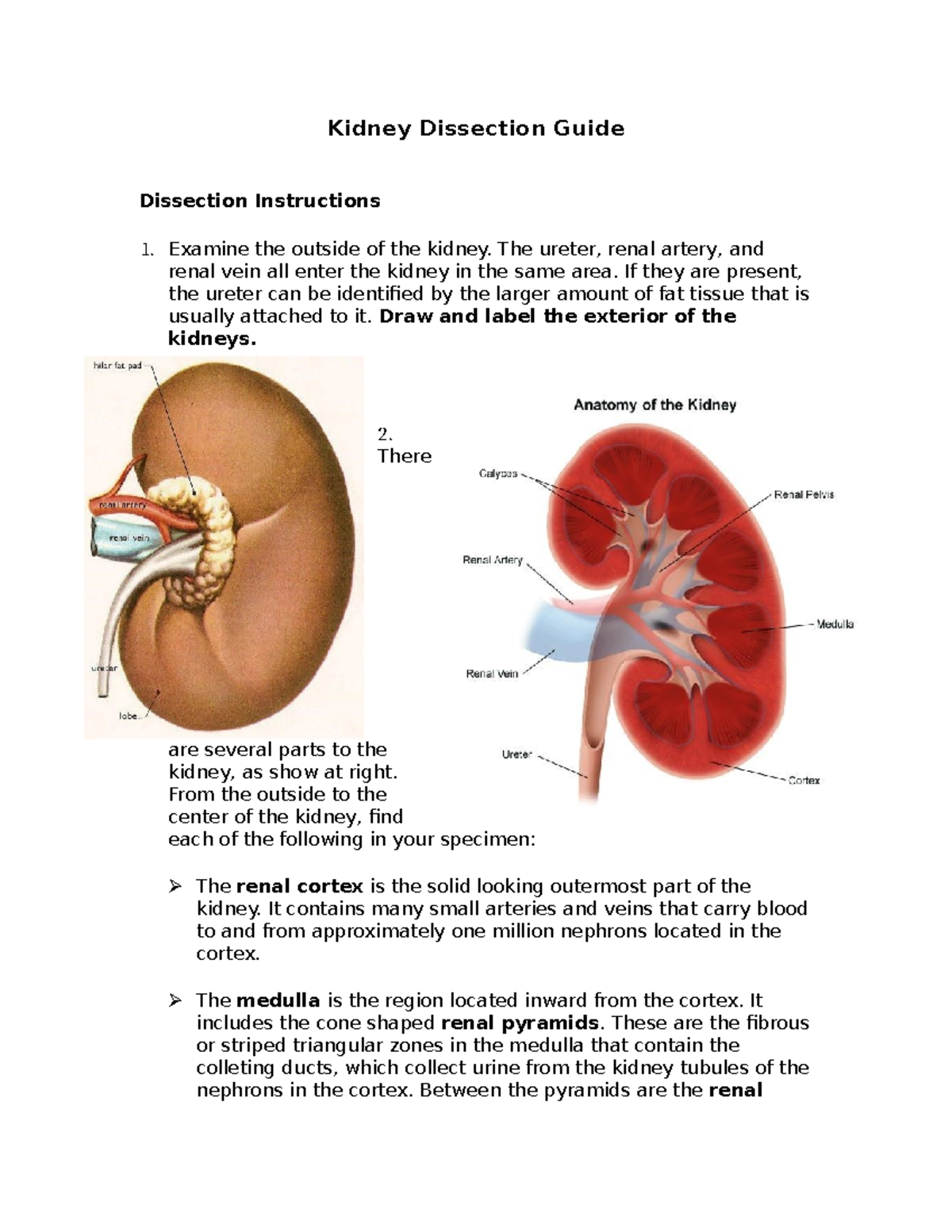 Kidney Dissection Guide: Structure & Function Overview - Studocu