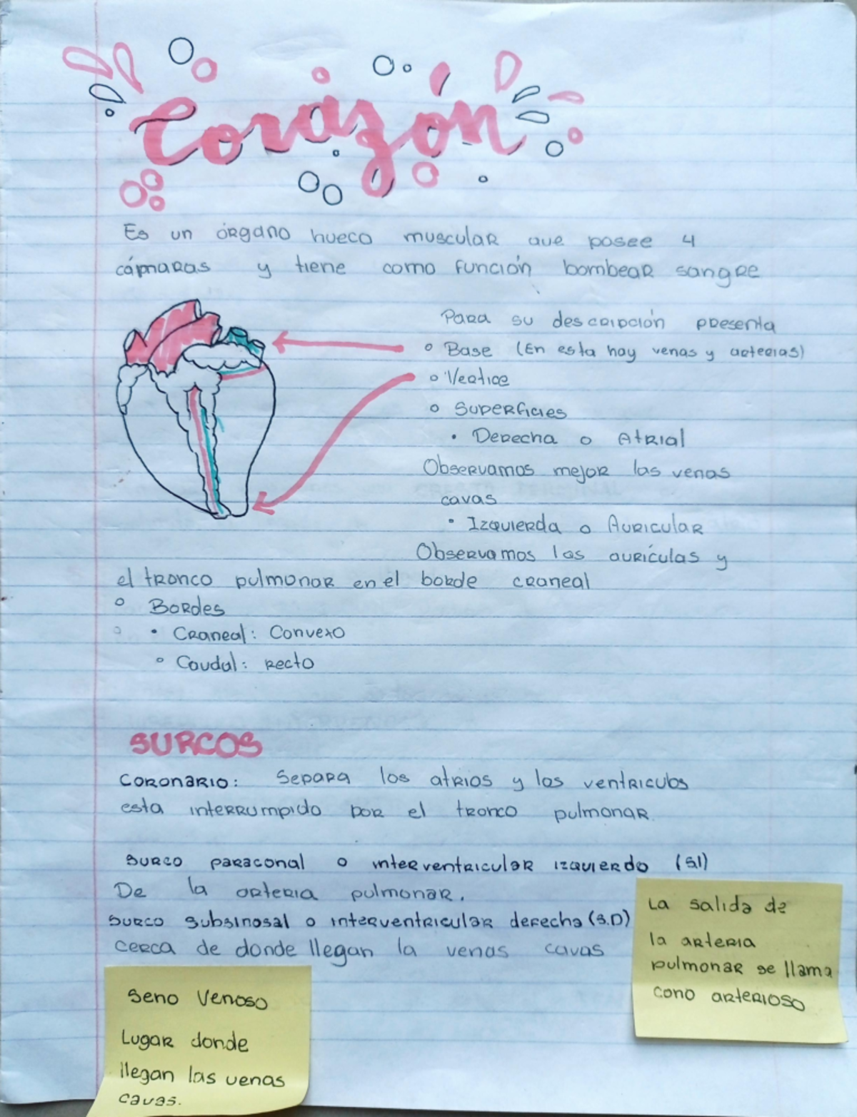 Resumen de Anatomía del Corazón en Animales Domésticos - C20187T2A ...
