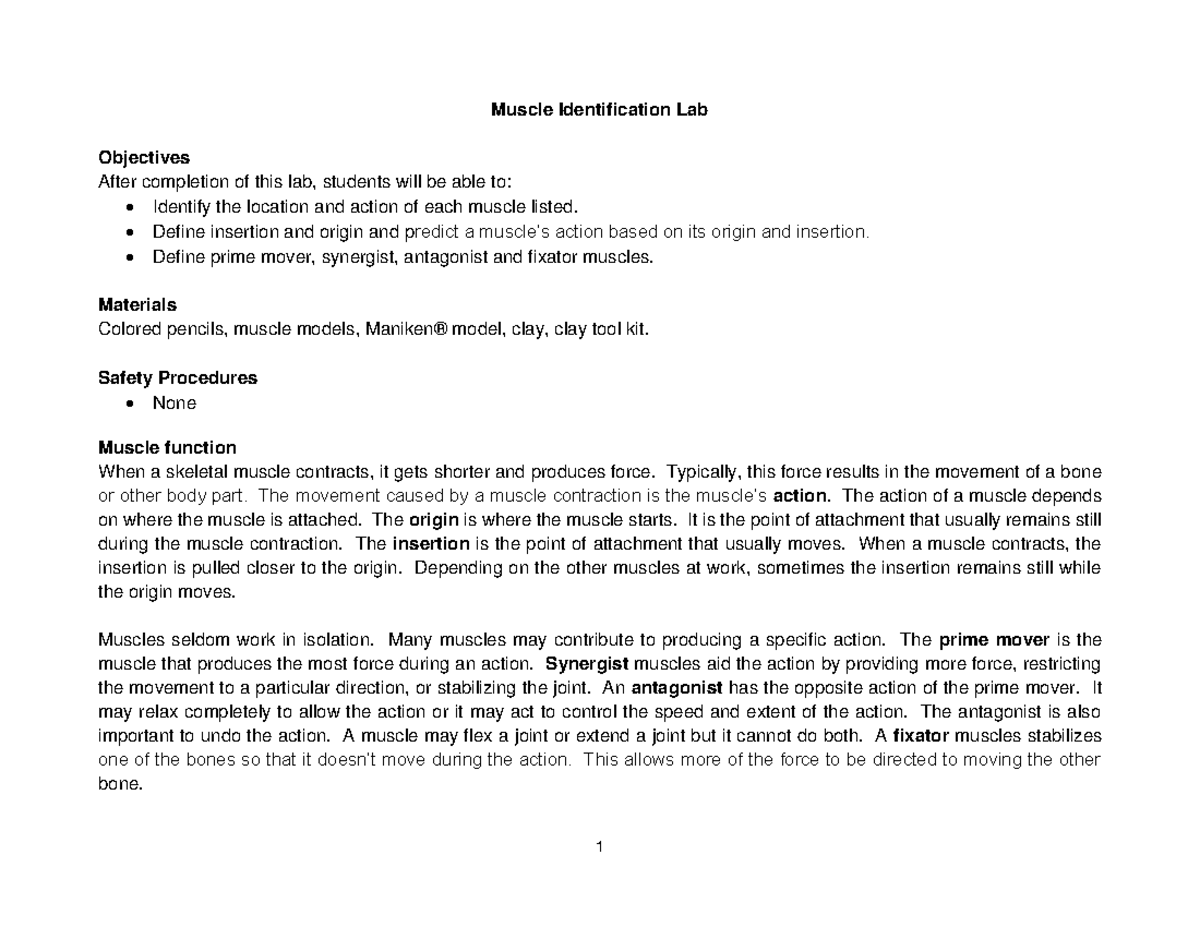 Muscle Identification Lab Exercise (MM 1-3) - Action and Anatomy ...
