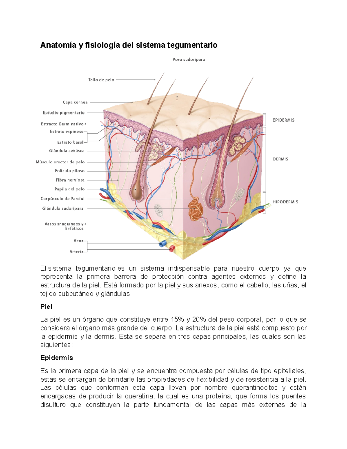 Sistema Tegumentario La Piel O Sistema Tegumentario