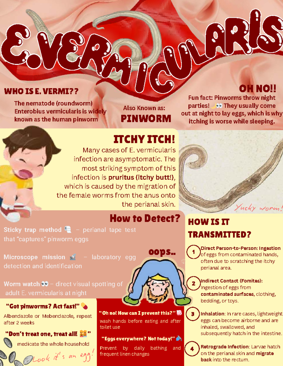 E. Vermicularis: Understanding Pinworm Infections and Prevention - Studocu