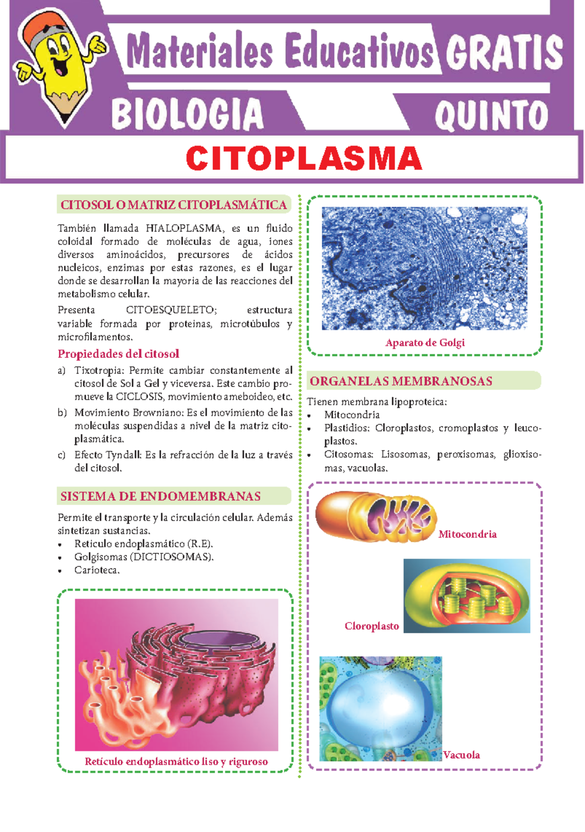 El Citoplasma para Quinto Grado de Secundaria - CITOSOL O MATRIZ ...